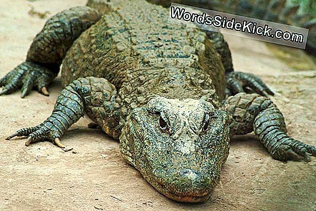 Aligátor Alley: Obrázky Plazů Monster - 2026 | Zvířata