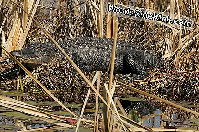 Aligátor Alley: Obrázky Plazů Monster - 2026 | Zvířata