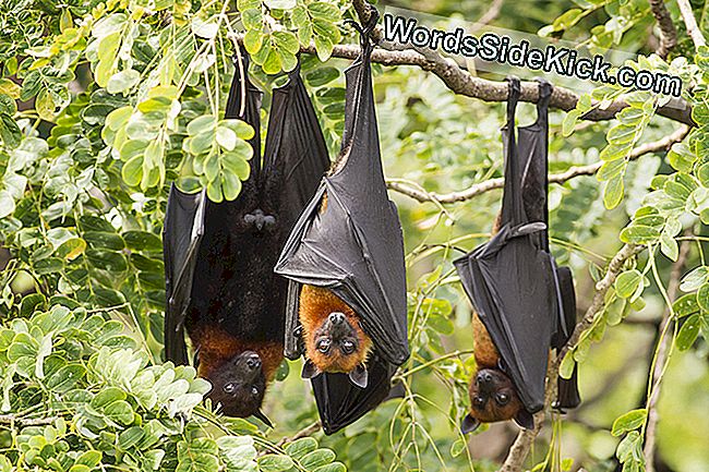 Bats: Fuzzy Flying Mammals - 2022 | Dyr