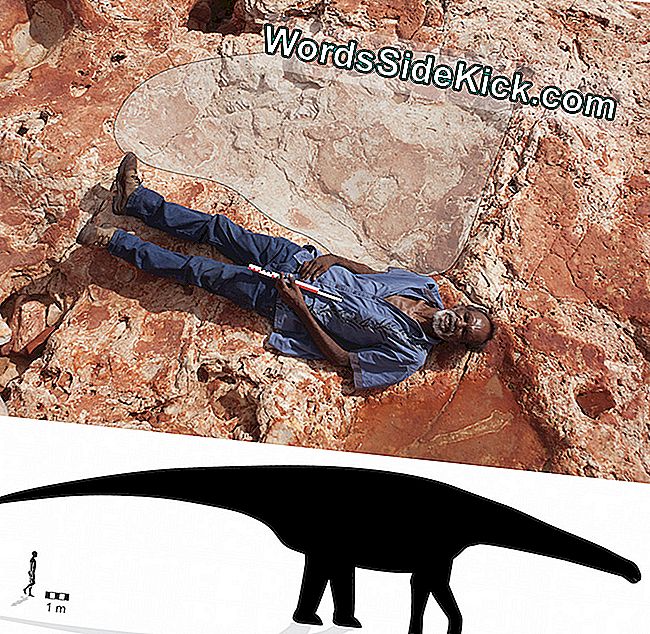 Crikey! Stopy Dinosaurů Velikosti Ledničky Objevené V Austrálii - 2026 ...
