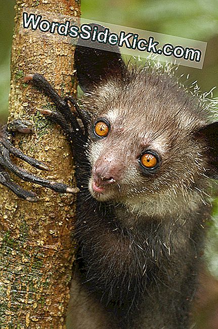 Fotos Macabras: Criaturas Espeluznantes Y Extrañas Que Son (En Su ...