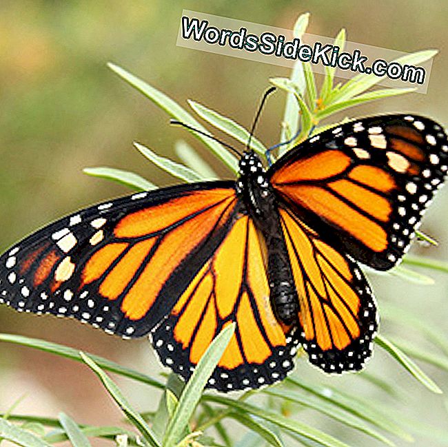 En Fotos: La Espectacular Migración De Las Mariposas Monarca. - 2026 ...