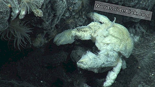 Krab „Yeti” Uprawia Własne Jedzenie, Mieszka W Antarktycznym Spa - 2026 ...