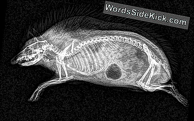 Animal'S Zoo X-Rays เปิดเผย Spooky โครงกระดูกที่น่ากลัว - 2026 | สัตว์
