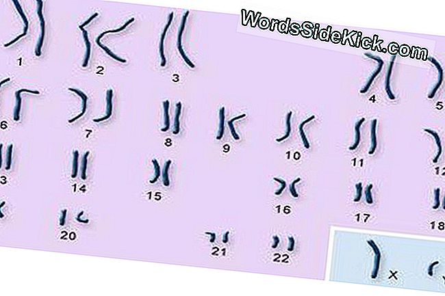 Kromosomit: Määritelmä Ja Rakenne - 2026 | Terveys