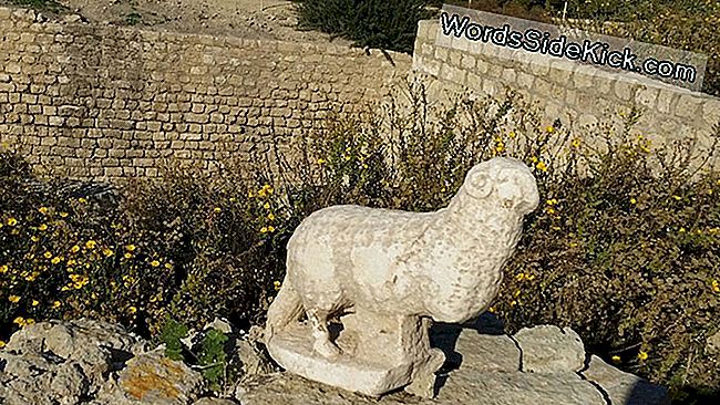 La Estatua De Carnero Descubierta En La Víspera De Navidad Puede ...