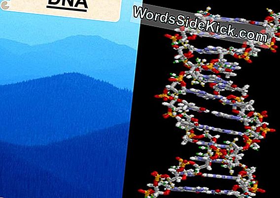 Dna: Definice, Struktura A Objev - 2024 | Zdraví Dna: Definice, Struktura A Objev - 2024 | Zdraví