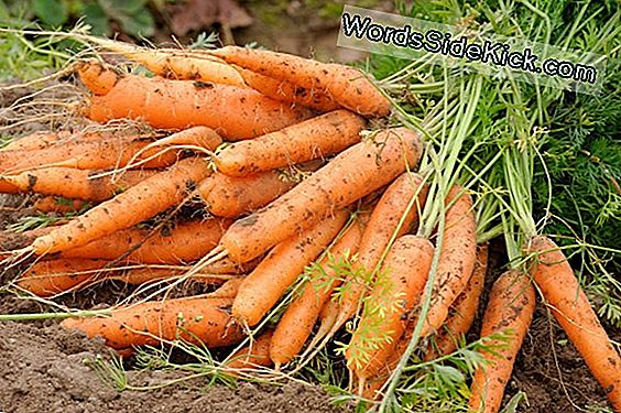 Was Sind Carotinoide? - 2026 | Gesundheit