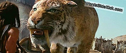 Descubierto Un Fósil De Gato Dientes De Sable De 5 Millones De Años ...