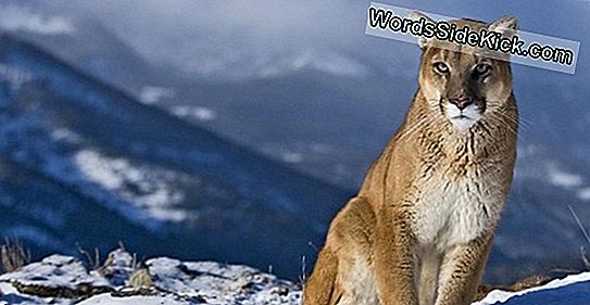 El Puma 'En Peligro De Extinción' Probablemente Se Haya Extinguido ...
