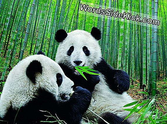 Pandas Gigantes Prosperan En Bambú, Gracias A Las Bacterias Del Vientre ...