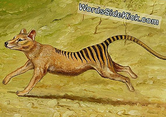 El Pariente Marsupial Antiguo Era Un Bicho Raro Trepador De Árboles ...