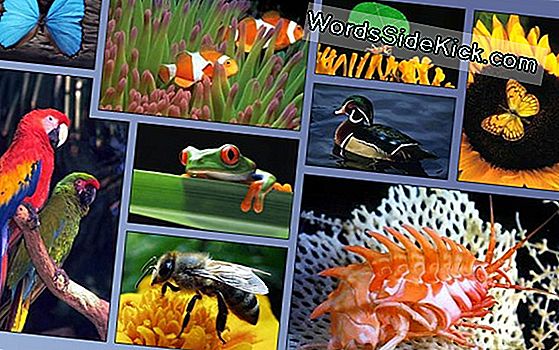 ¿Cómo Ayuda La Biodiversidad A Un Ecosistema? - 2026 | Planeta Tierra