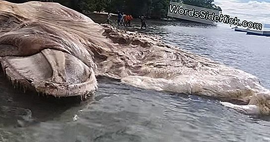 Cadáver De Misteriosa Criatura Marina Se Lava En Tierra En Namibia ... Cadáver De Misteriosa Criatura Marina Se Lava En Tierra En Namibia ...