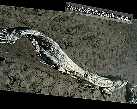Bizarre 'Sea Monster' Mystery Solved - 2024 | Dieren Bizarre 'Sea Monster' Mystery Solved - 2024 | Dieren