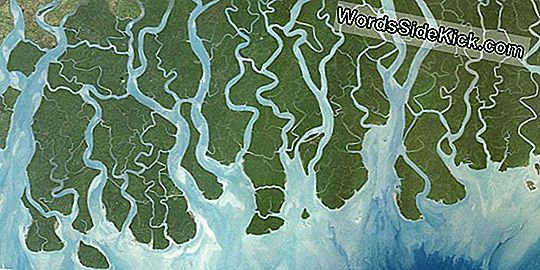 Delta Du Gange: Magnifique, Sauvage Et Mortel - 2026 | Planète Terre