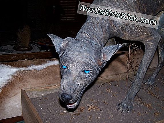 Chupacabra: Faits Sur La Mystérieuse Bête De Vampire - 2025 | Culture