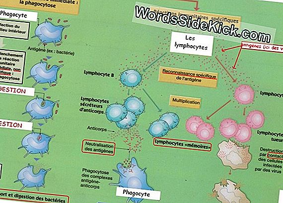 Schéma Du Système Immunitaire Humain (Infographie) - 2026 | Santé