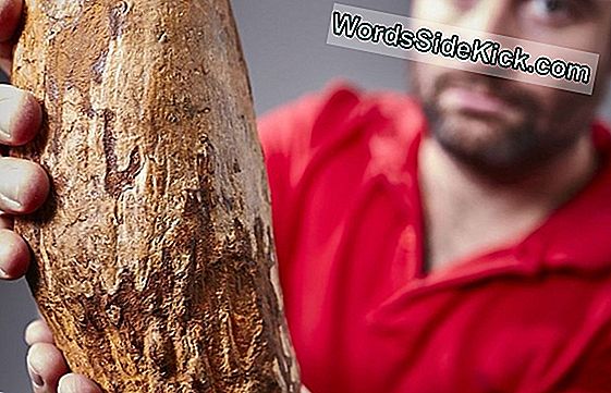 Des Fossiles De Cachalots Rares Éclairent Un Mystérieux Arbre ...