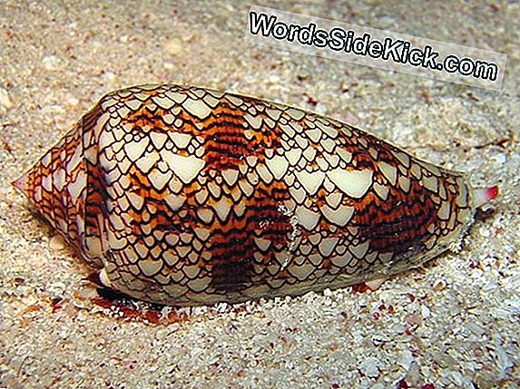 Weird Sea Mollusk Sports Centinaia Di Occhi Fatti Di Armature - 2026 ...