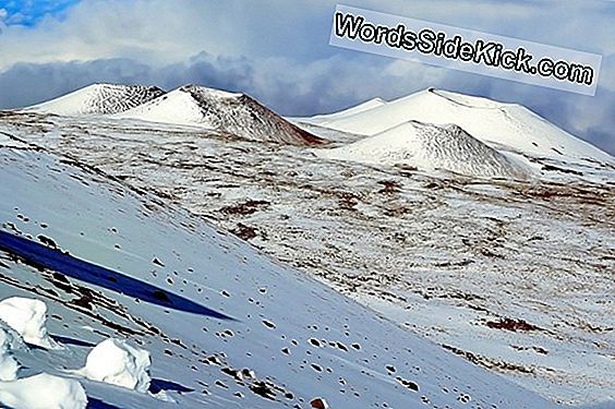 Sachara: Faktai, Klimatas Ir Dykumos Gyvūnai - 2026 | Planeta žemė