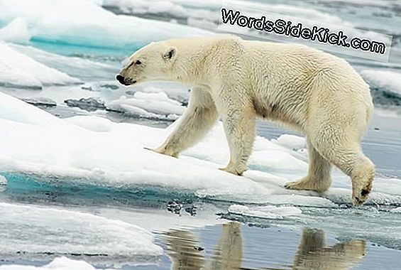Fatos Do Urso Polar - 2026 | Animais