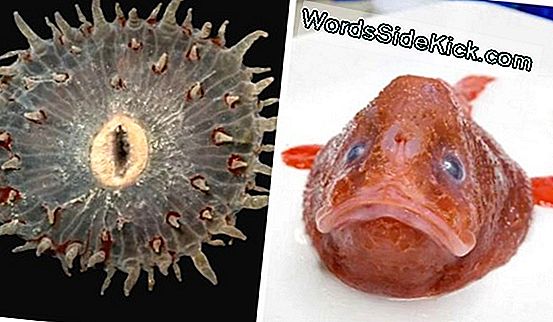 Cadáver De Criaturas Marinhas Misteriosas Está Em Terra Na Namíbia ... Cadáver De Criaturas Marinhas Misteriosas Está Em Terra Na Namíbia ...