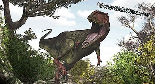 Giganotosaurus: Факты О «Гигантской Южной Ящерице» - 2026 | Животные