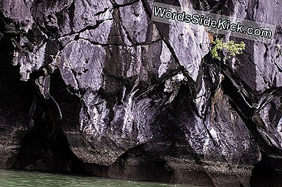 ยุค Paleozoic ข้อเท็จจริงและข้อมูล 2024 ดาวเคราะห์โลก