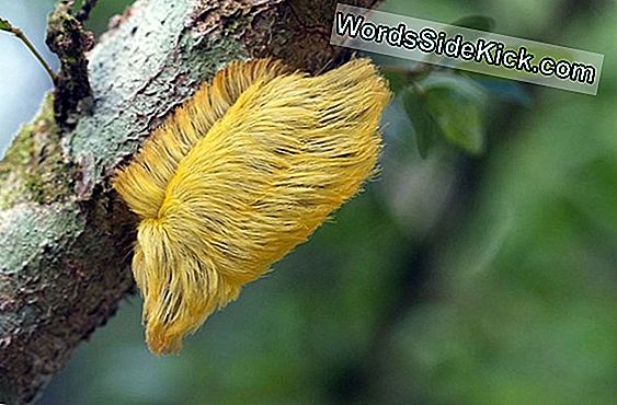 'Trumpapillar': Caterpillar ปุยดูเหมือนกับเส้นผมของ Donald Trump - 2026 ...