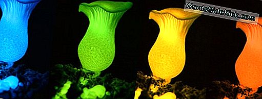 Glow-In-The-Karanlık Mantarlar Keşfedildi - 2026 | Garip Haberler